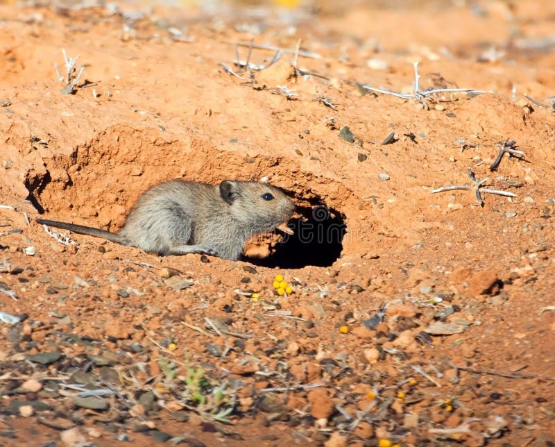 Wüstenmaus stockbild. Bild von pelz, gras, beobachten - 12915881