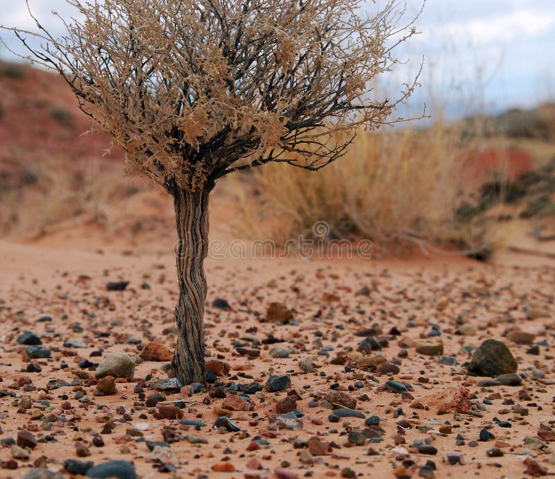 Strauch in der Wüste stockbild. Bild von ägypten, strauch - 48669045