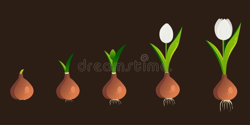 Life Cycle of a Tulip Plant from Bulb To Tulip. Stock Vector ...