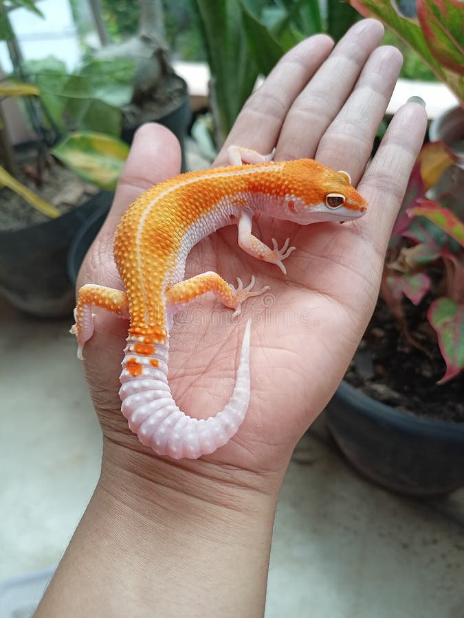 Het Raptor Stock Photos - Free & Royalty-Free Stock Photos from Dreamstime