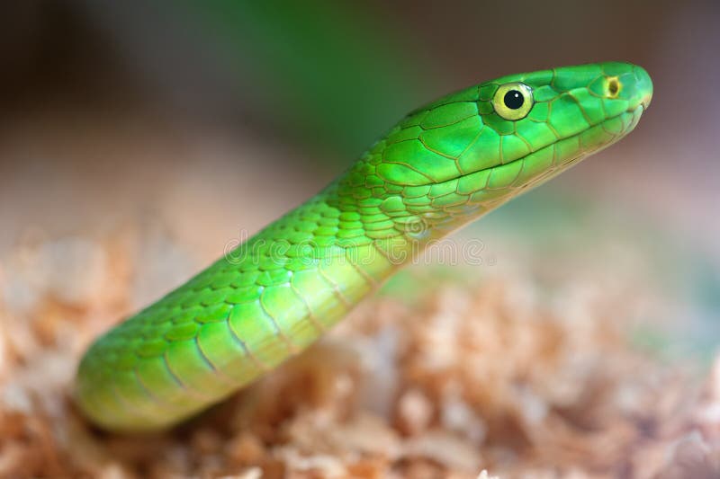 Waakzame groene mamba stock foto. Image of portret, glijden - 30731210