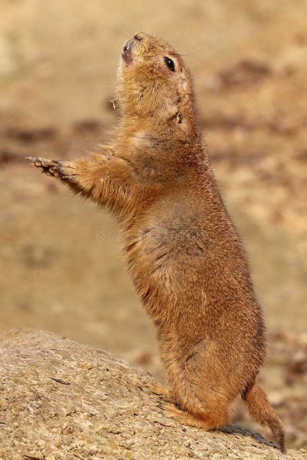 Waakzame Prairiehond (soort Cynomys) Stock Afbeelding - Image of ...