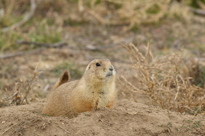 Waakzame Prairiehonden stock afbeelding. Image of prairie - 11029407