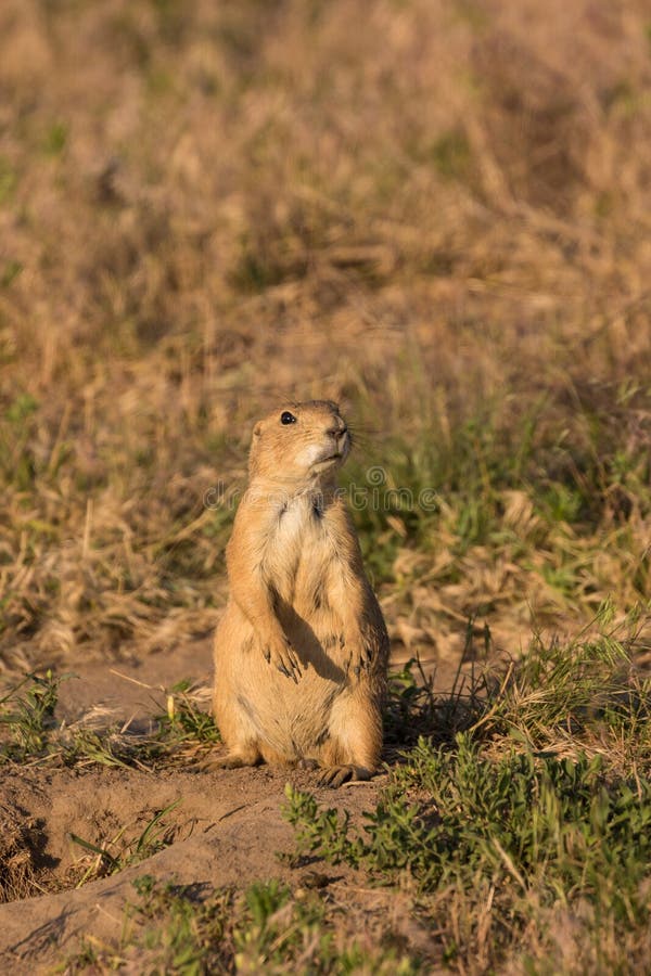 Waakzame Prairiehond (soort Cynomys) Stock Afbeelding - Image of ...