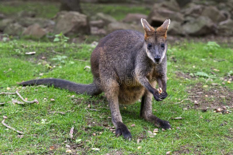Waals De Kleine Kangoeroe Die Eet En Zit Stock Afbeelding - Image of ...
