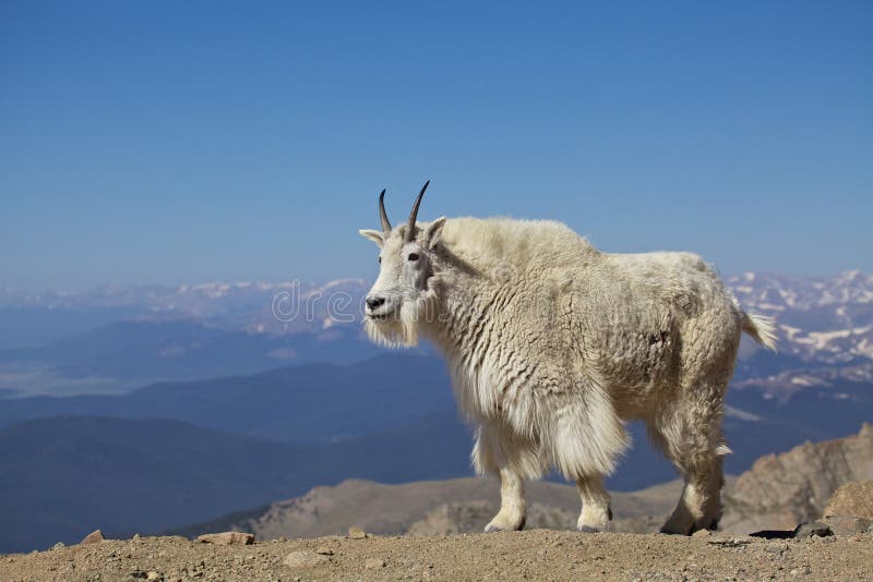 Waardige Berggeit stock afbeelding. Image of nave, berg - 32270839