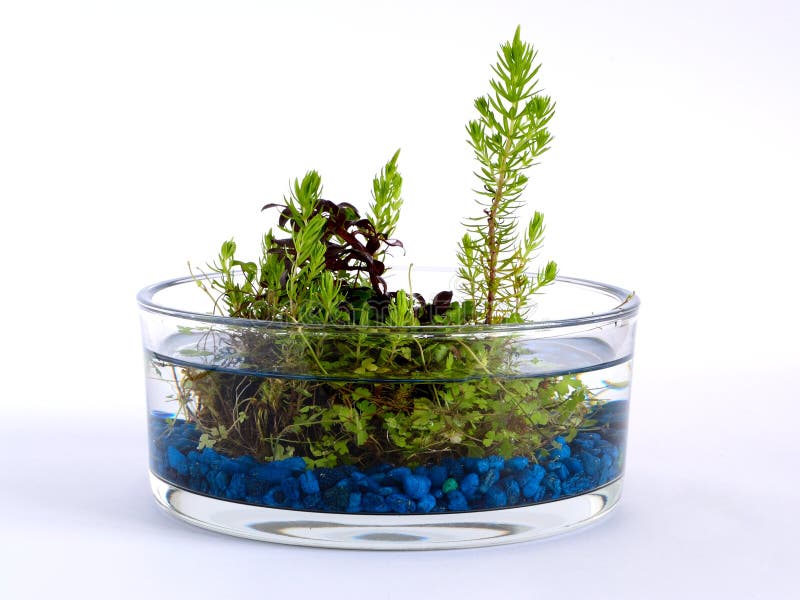 Wabikusa imagen de archivo. Imagen de concepto, cristal - 39164661