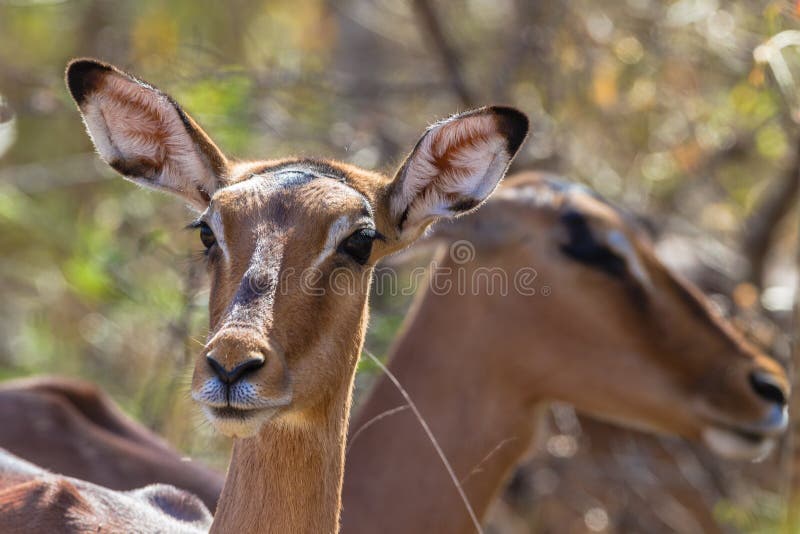 Wachsame Impala-Frau Buck Wildlife Stockbild - Bild von impala, kopf ...