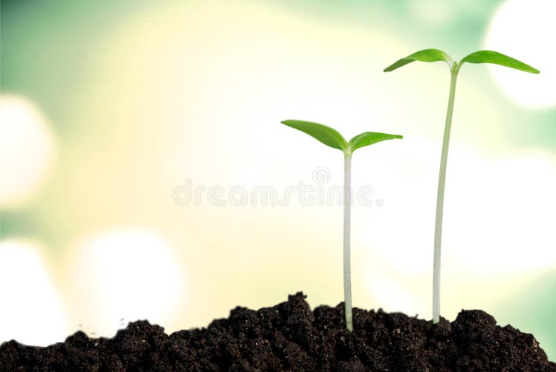 Wachsen Sie Und Wachsen, Anlage Stockfoto - Bild von gärtnern, boden ...