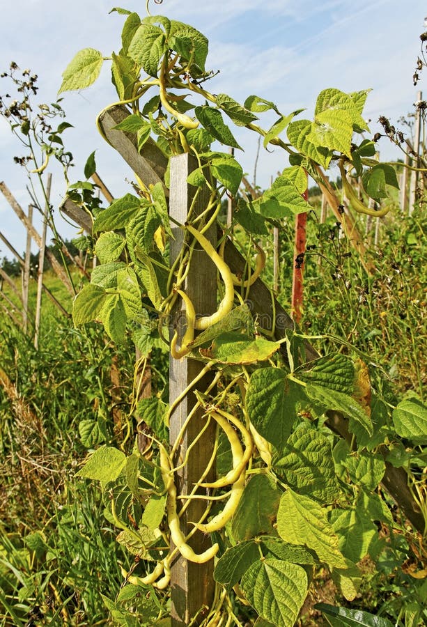 Anbauen der Bohnen stockbild. Bild von bohnenstange, gemüse - 12016059