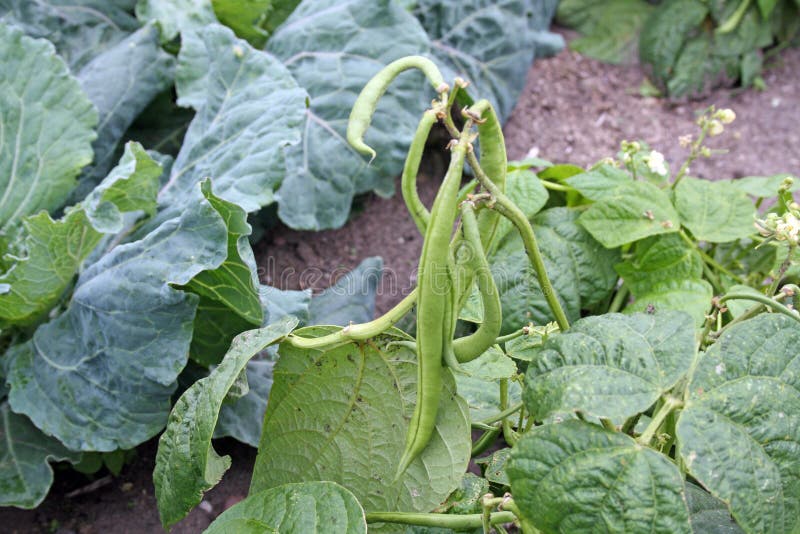 Anbauen der Bohnen stockbild. Bild von bohnenstange, gemüse - 12016059