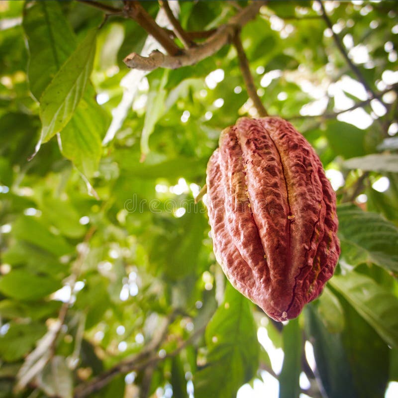 Kakaobohne stockfoto. Bild von kakaobohne - 23145852