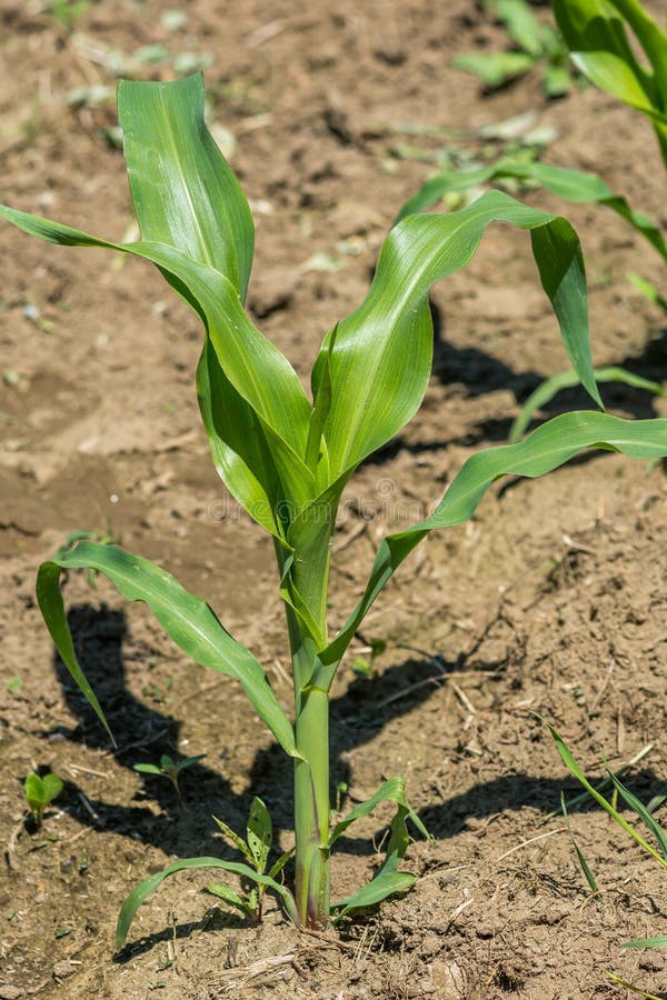 Wachsende Organische Maispflanze Stockbild - Bild von bauernhof ...