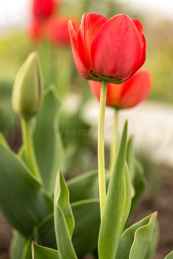 Wachsende Tulpen rot stockfoto. Bild von sonne, märz - 69796242
