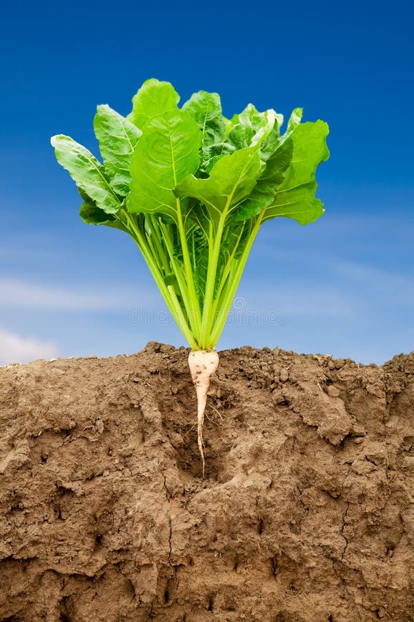 Wachsende Zuckerrübe stockbild. Bild von braun, kapitel - 20639659