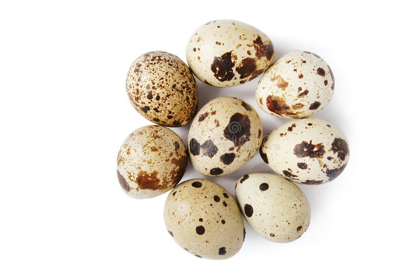 Wachtelei stockfoto. Bild von zerbrechlichkeit, wachteln - 16231422