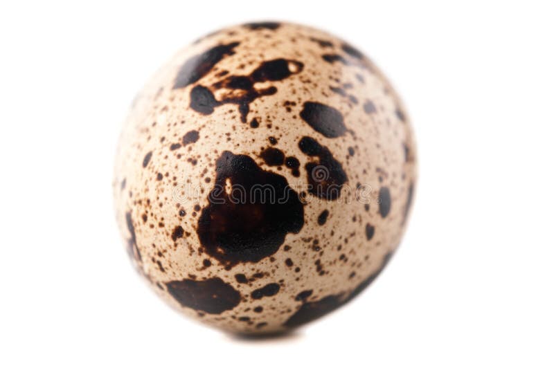 Wachtelei stockfoto. Bild von wachtelei - 24617302