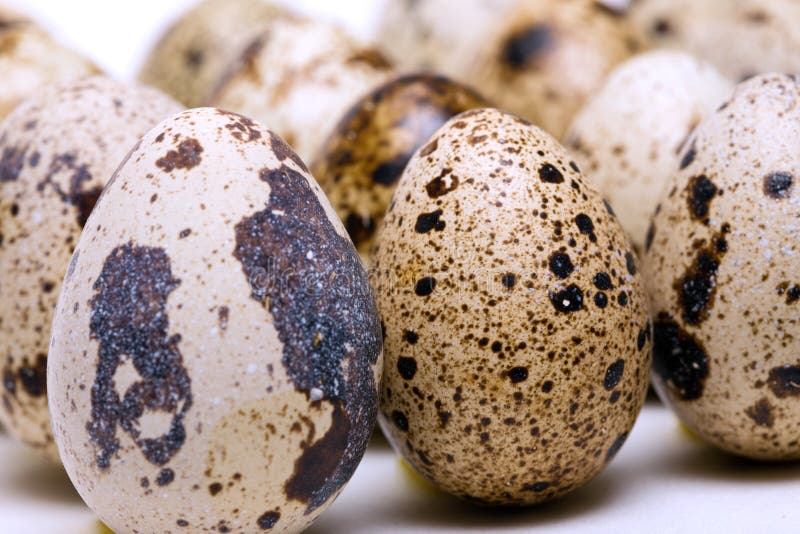 Wachtelei auf Weiß stockbild. Bild von makro, nahaufnahme - 28102409