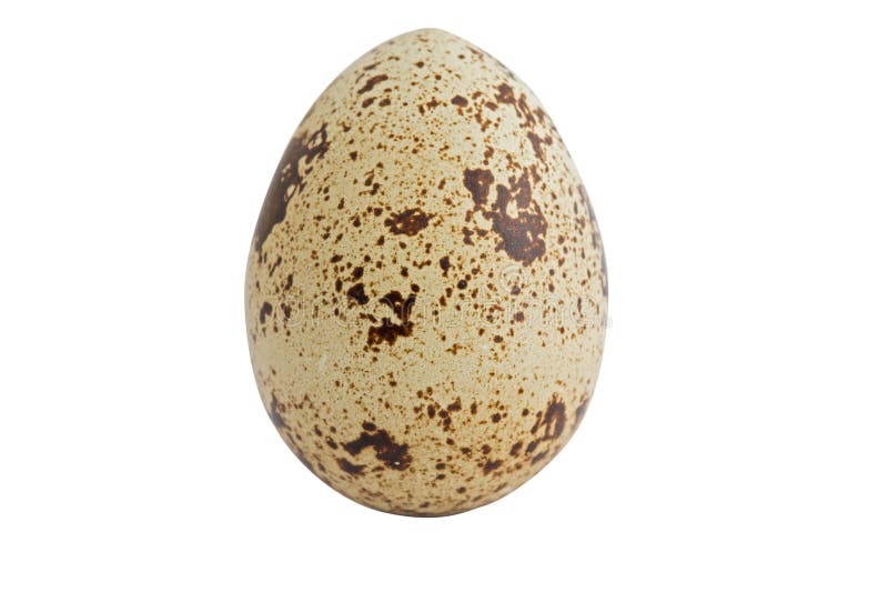 Wachtelei auf Weiß stockbild. Bild von feld, organisch - 28102409