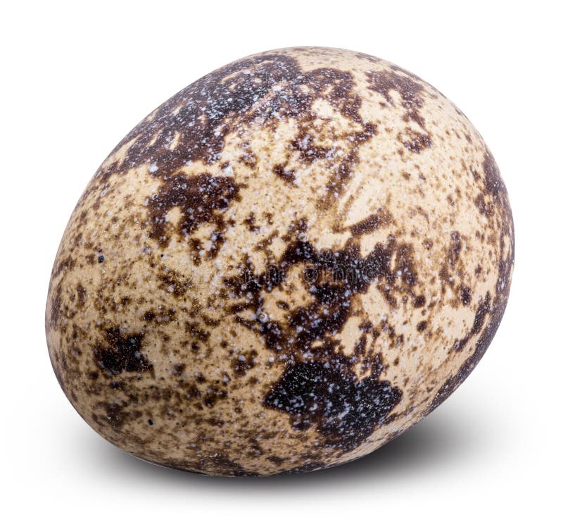 Wachtelei Lokalisiert Mit Schatten Stockfoto - Bild von protein, pfad ...