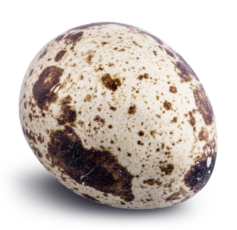 Wachtelei Lokalisiert Mit Schatten Stockbild - Bild von protein, frisch ...