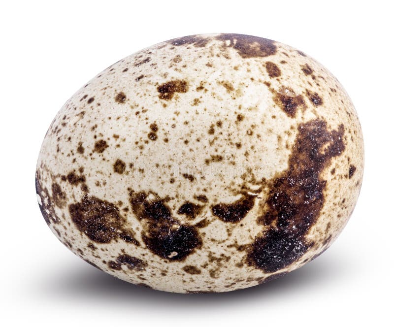 Wachtelei Lokalisiert Mit Schatten Stockfoto - Bild von protein, pfad ...