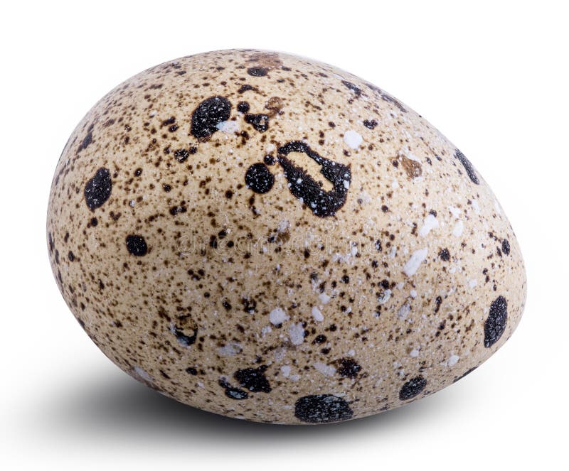 Wachtelei Lokalisiert Mit Schatten Stockbild - Bild von protein, frisch ...