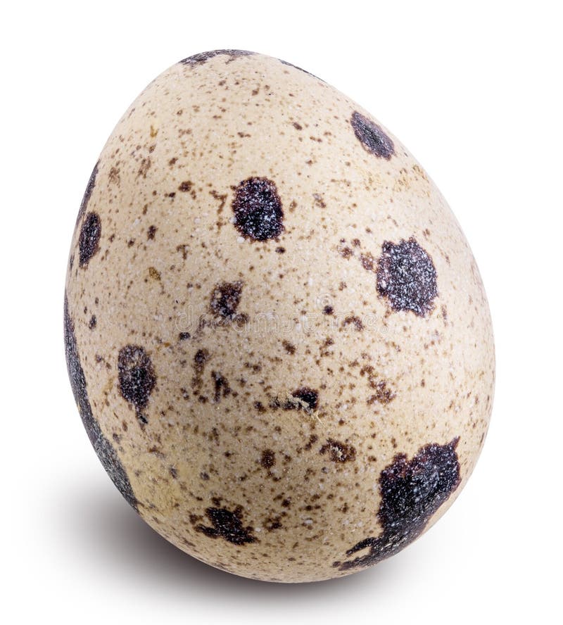 Wachtelei Lokalisiert Mit Schatten Stockbild - Bild von protein, frisch ...