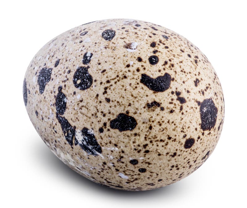 Wachtelei Lokalisiert Mit Schatten Stockbild - Bild von protein, frisch ...