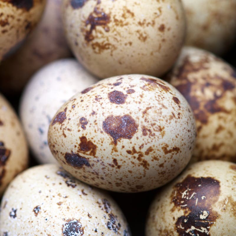 Wachteleier stockbild. Bild von nahaufnahme, nahrung - 18205253