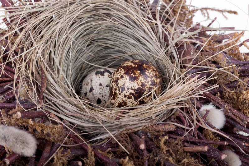 Wachteleier stockbild. Bild von nest, zweig, nahrung - 19047813