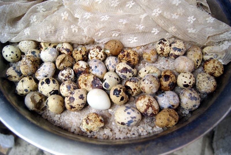 Wachteleier stockfoto. Bild von eier, imbisse, kultur - 21445778