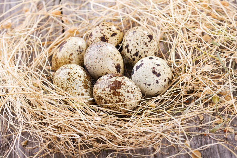 Wachteleier stockfoto. Bild von gesund, bauernhof, mahlzeit - 26215356