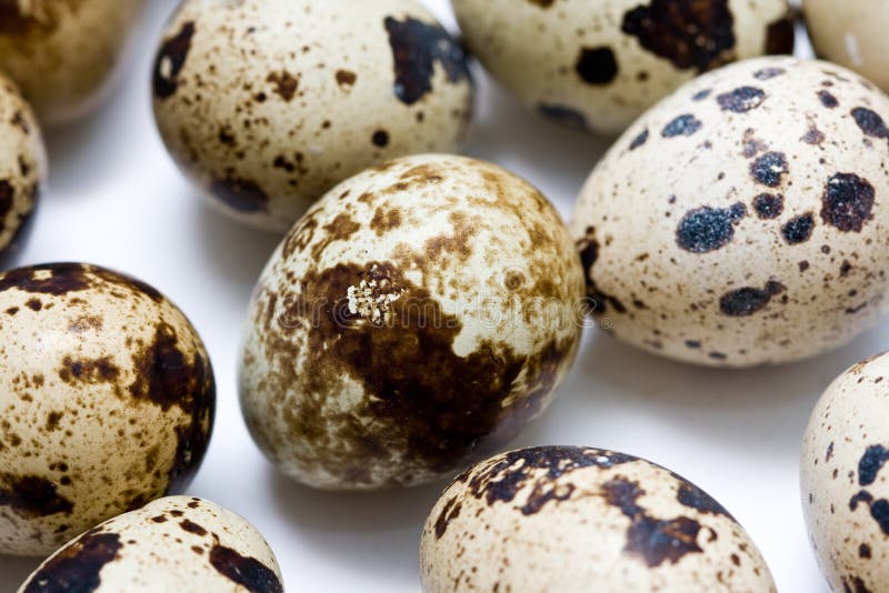 Ein Wachtelei Auf Einem Weißen Hintergrund Stockfoto - Bild von nähren ...