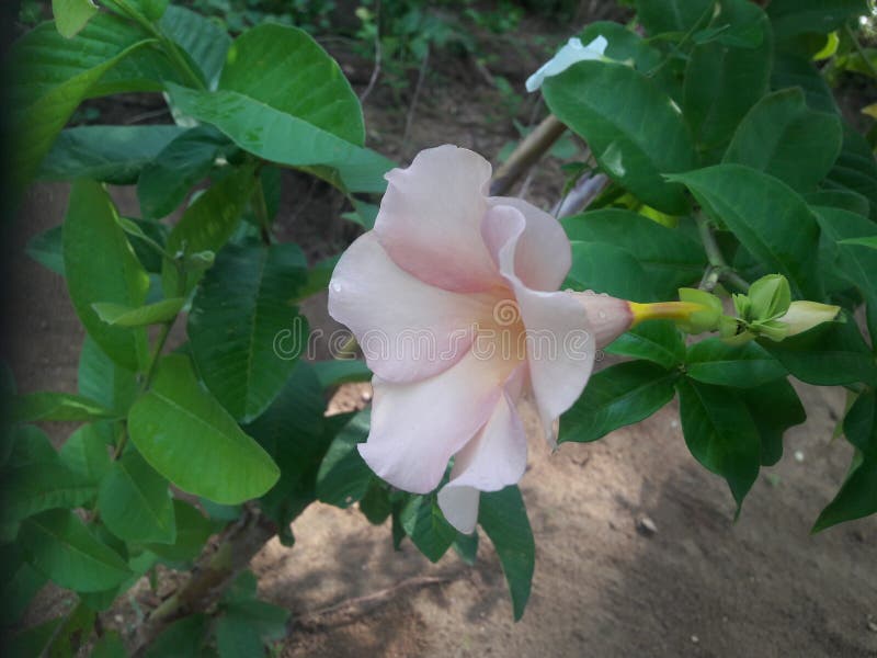 Wadamala stock image. Image of wadamala, gurden, suduwadamal - 117352183