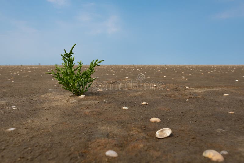 Wadden plant stock photo. Image of sand, salicornia - 168662162