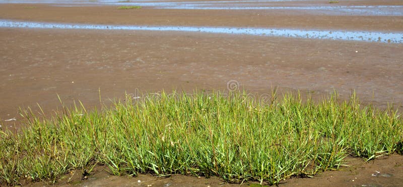 Wadden sea stock photo. Image of wadden, nature, seaside - 49056304