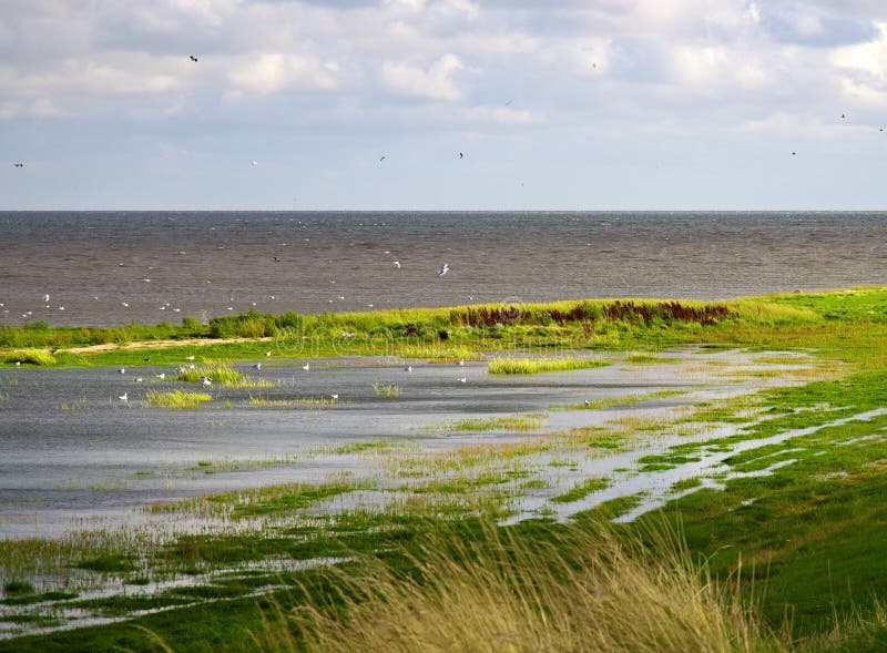Wadden sea stock image. Image of rural, park, landscape - 51433485