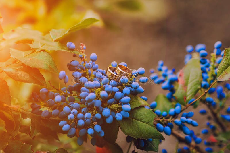 Wadding day HD stock image. Image of gold, happiness - 61544613