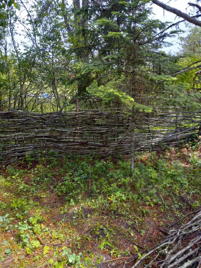 A Waddle Fence Streatching through the Woods Stock Image - Image of ...