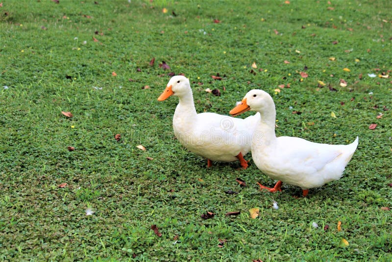 Waddle stock photo. Image of waddle, orange, couple, beak - 98405608
