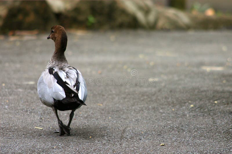 Waddling Duck stock photo. Image of white, fright, bird - 94124