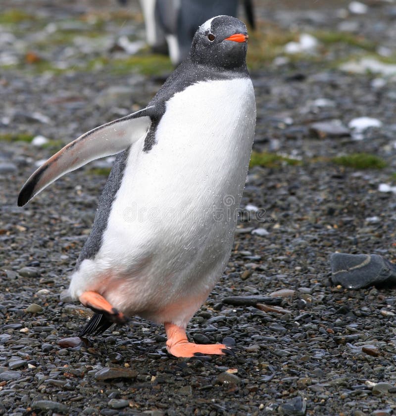 Waddling gentoo penguin stock image. Image of marine, cold - 6796097