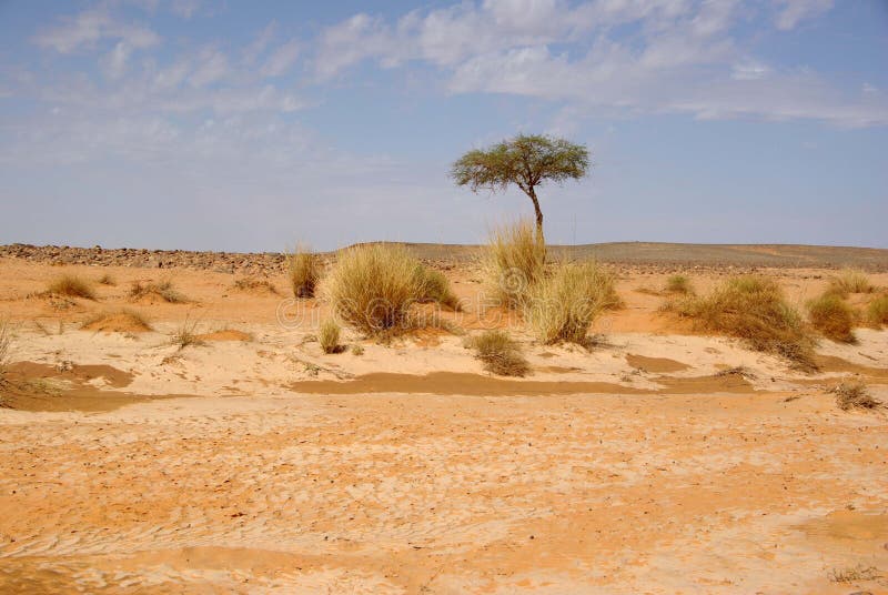 Wadi in Libya stock image. Image of wild, global, dried - 15610131
