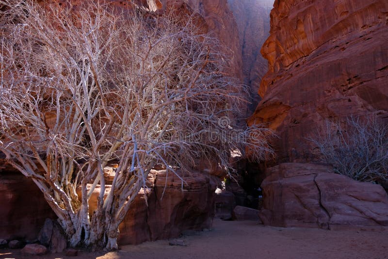 Wadi Rum Canyon stock photo. Image of canyon, rocks - 161174068