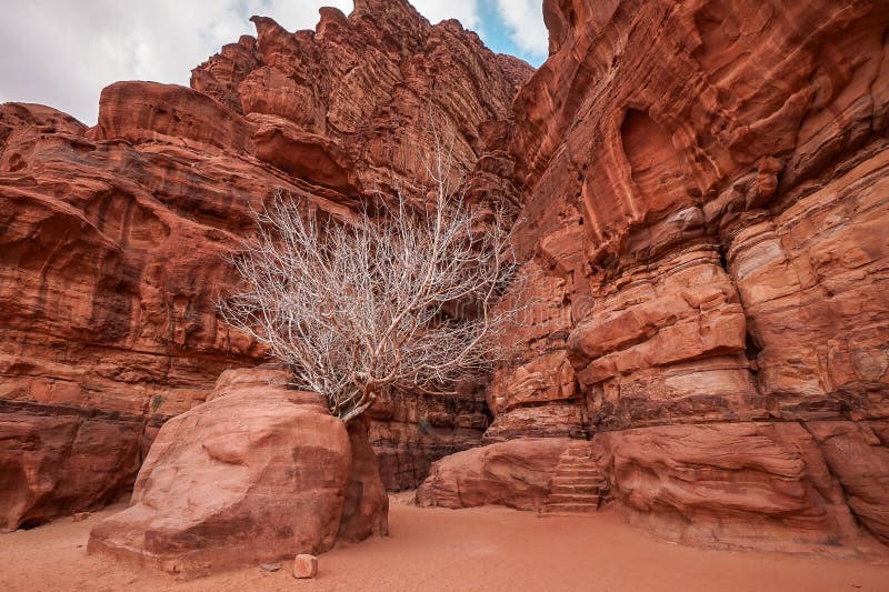 Wadi rum red rocks stock photo. Image of tourism, tree - 274656992