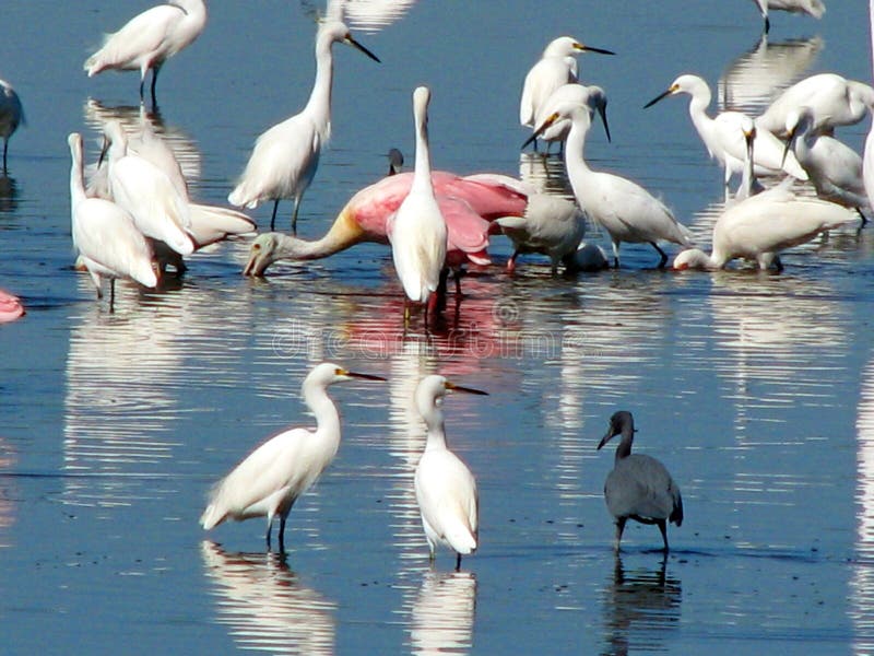 Wading birds stock image. Image of tropical, bird, egretta - 7002897