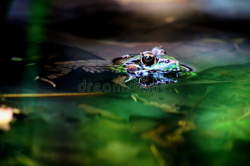 Wading frog stock photo. Image of background, lily, amphibian - 48635850