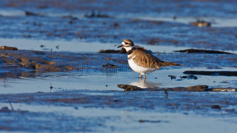 Wading Killdeer stock image. Image of bird, feathers - 39543393