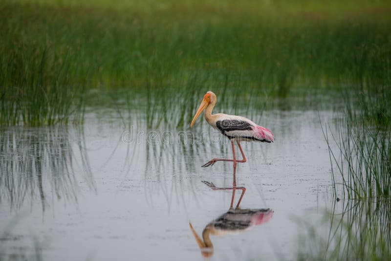 Wading Painted Stork stock photo. Image of green, legs - 99031274